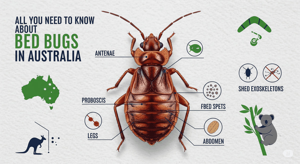 Guide to Bed Bugs Australia: All You Need to Know in 2025!